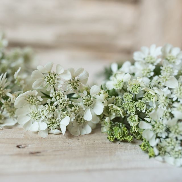 Orlaja wielkokwiatowa 3g - Sklep W. Legutko