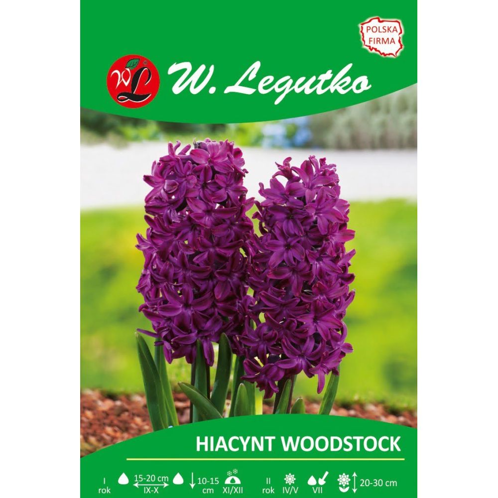 Cebulki Hiacynt - W Cebulki, Bulwy i Kłącza Esklep W.Legutko - Sklep W ...