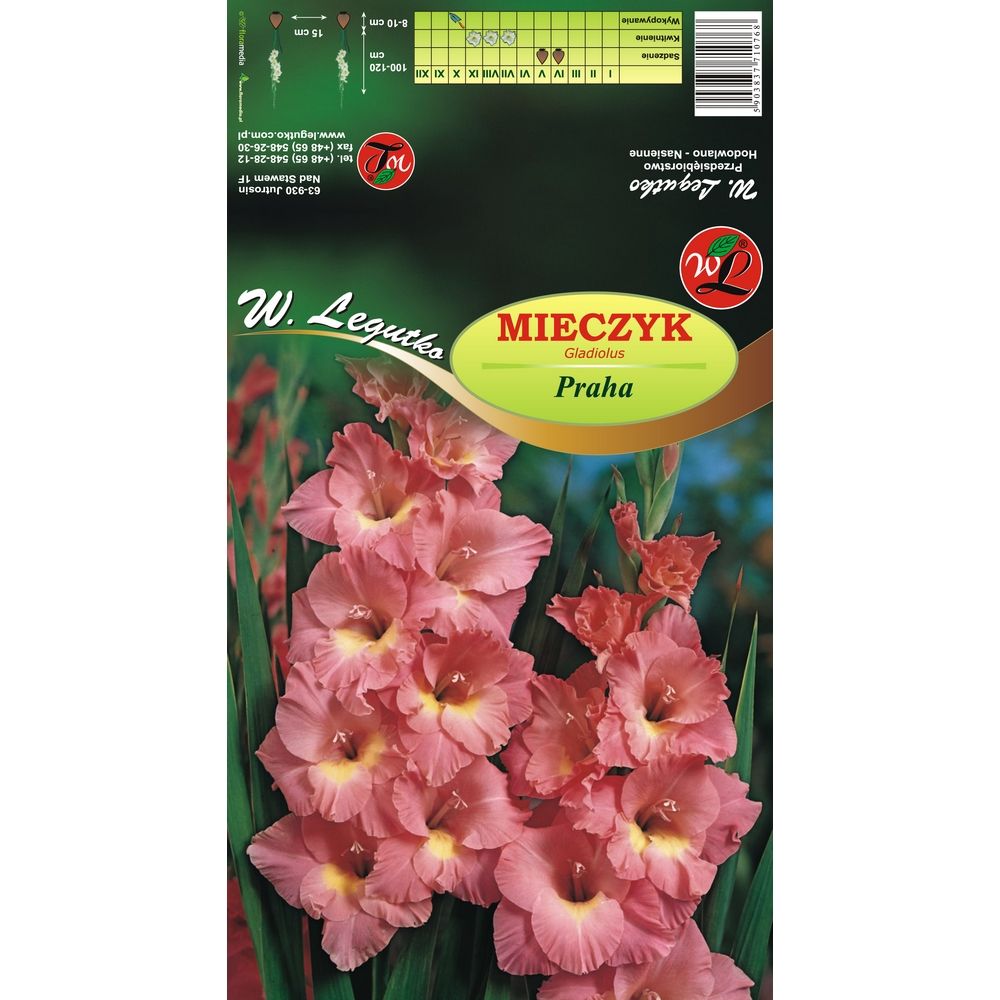 Mieczyk - wielokwiatowy - Priscilla - różowy - 45szt - Cebule i Kłącza ...