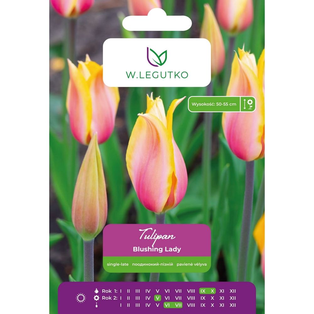 Tulipan - Blushing Lady - późny - różowo-biały - Cebule i Kłącza ...