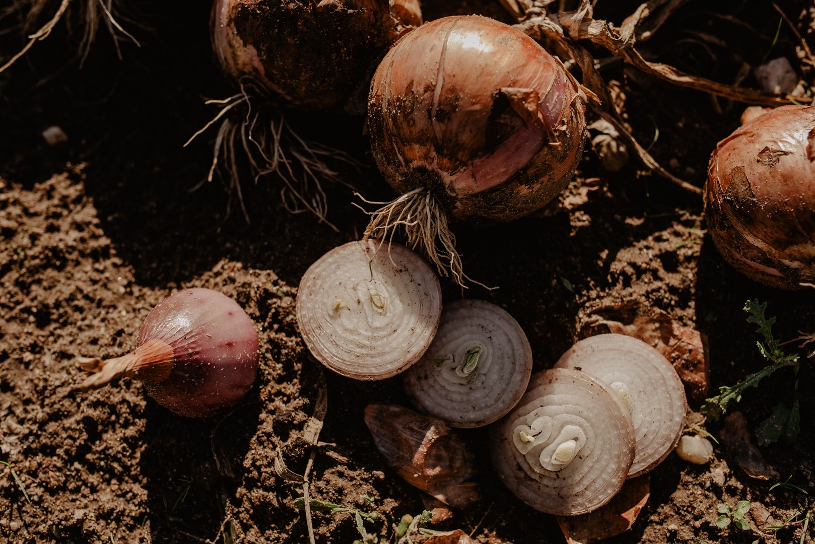 Uprawa cebuli z nasion – kiedy i jak siać cebulę w ogrodzie? | Sklep ...