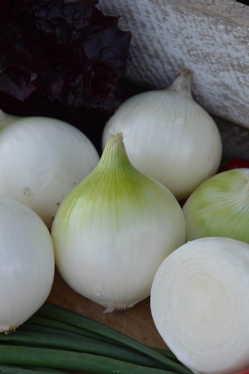 Najpopularniejsze rodzaje cebuli – jakie znamy? | Sklep W.Legutko