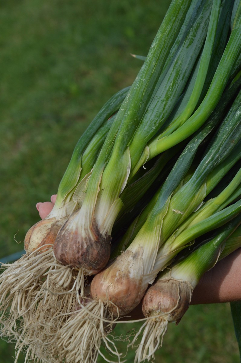 Najpopularniejsze rodzaje cebuli – jakie znamy? | Sklep W.Legutko
