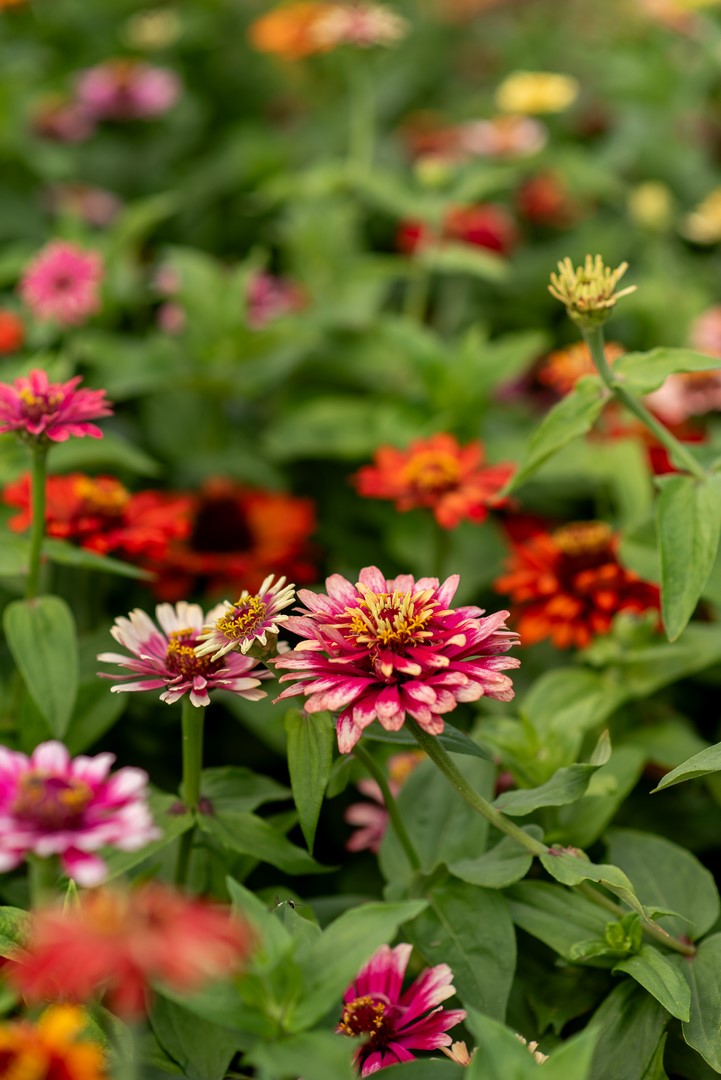 Cynia – kiedy siać i jak robić to dobrze? | Sklep Legutko