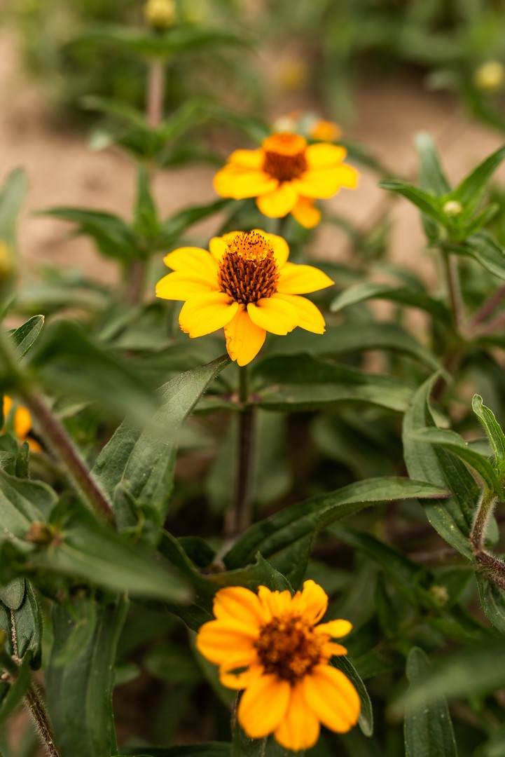 Cynia – kiedy siać i jak robić to dobrze? | Sklep Legutko