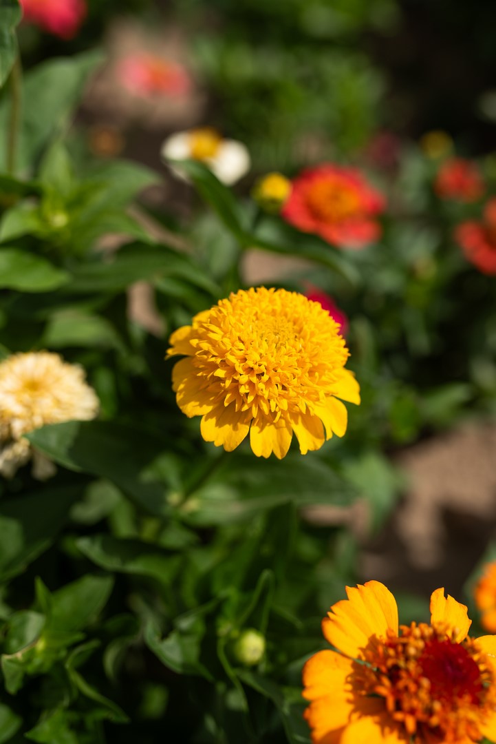 Cynia – kiedy siać i jak robić to dobrze? | Sklep Legutko