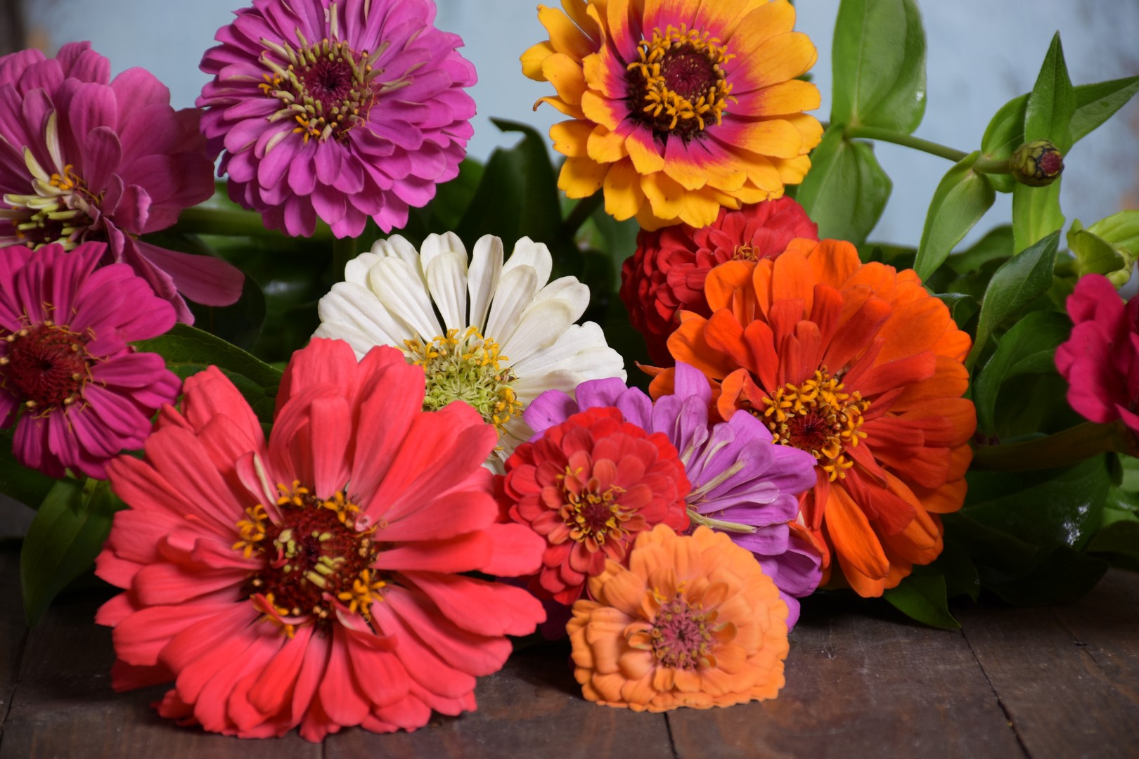 Cynia – kiedy siać i jak robić to dobrze? | Sklep Legutko