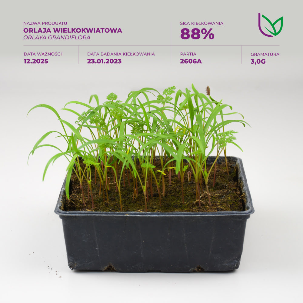 Orlaja wielkokwiatowa 3g - Sklep W. Legutko